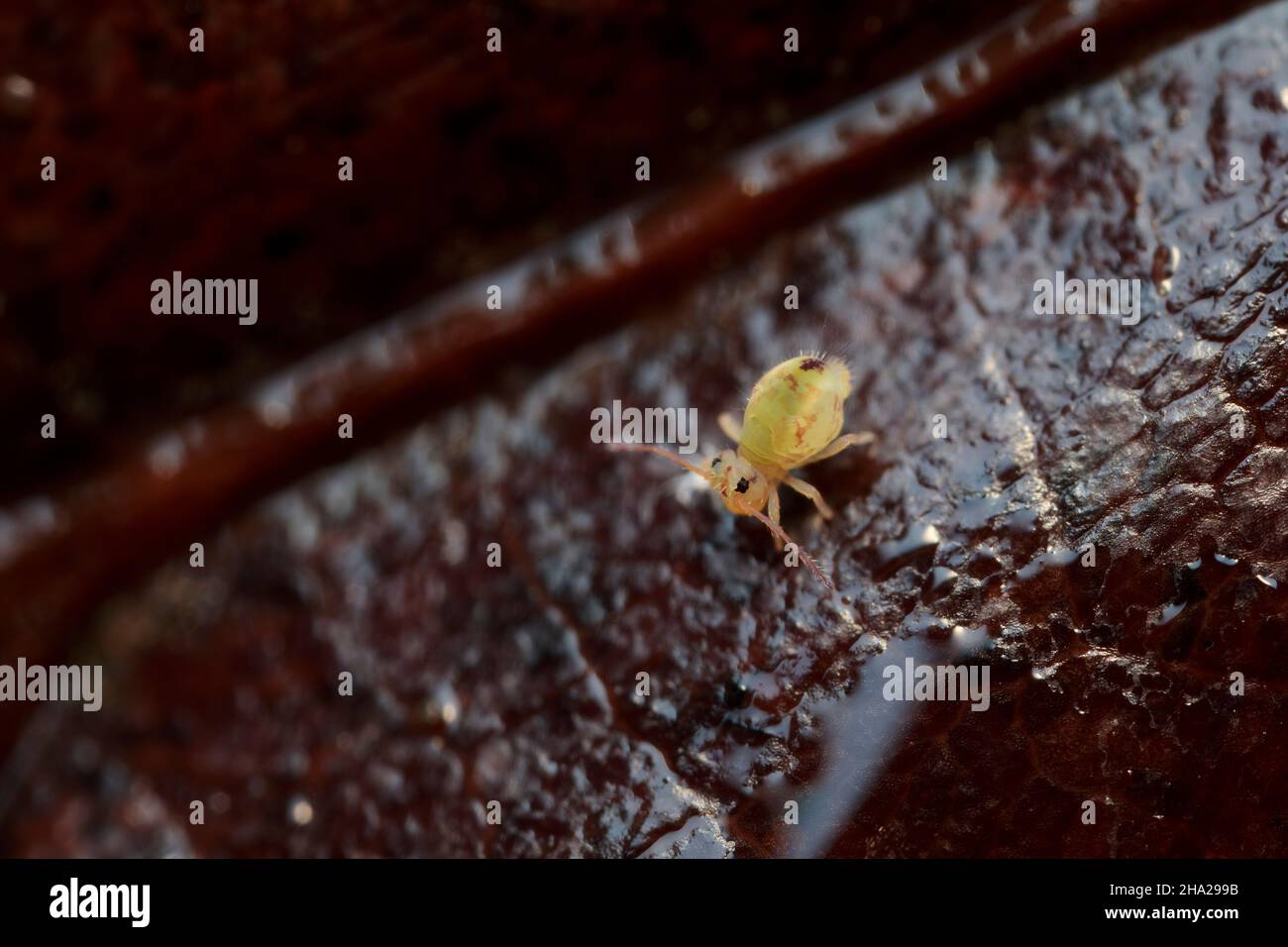 Globular springtail Dicyrtomina ornata or fusca in very close view ...