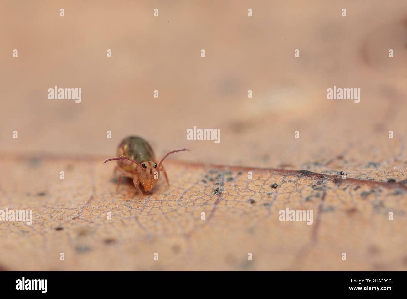 Globular springtail Dicyrtomina ornata or fusca in very close view ...