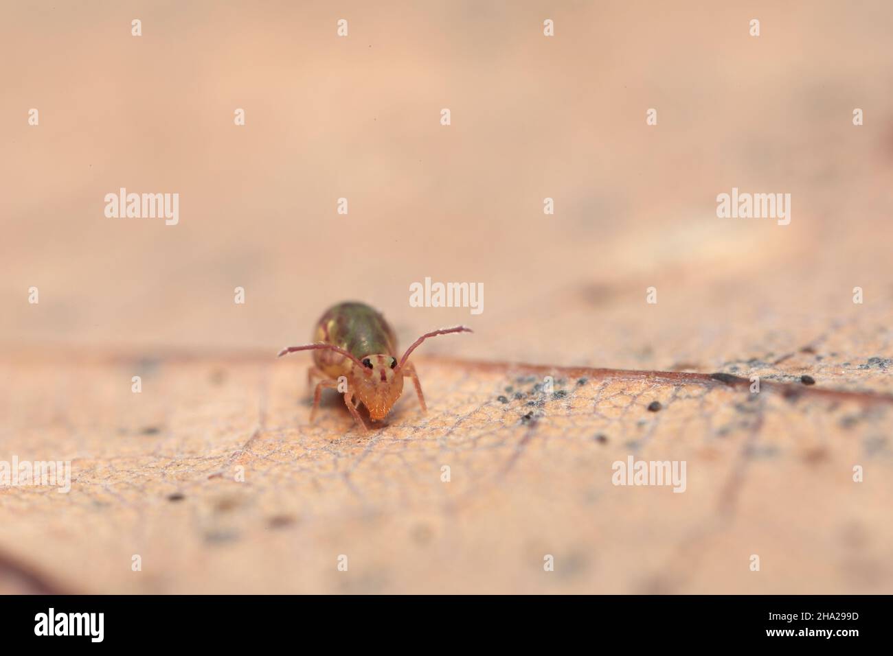 Globular springtail Dicyrtomina ornata or fusca in very close view ...
