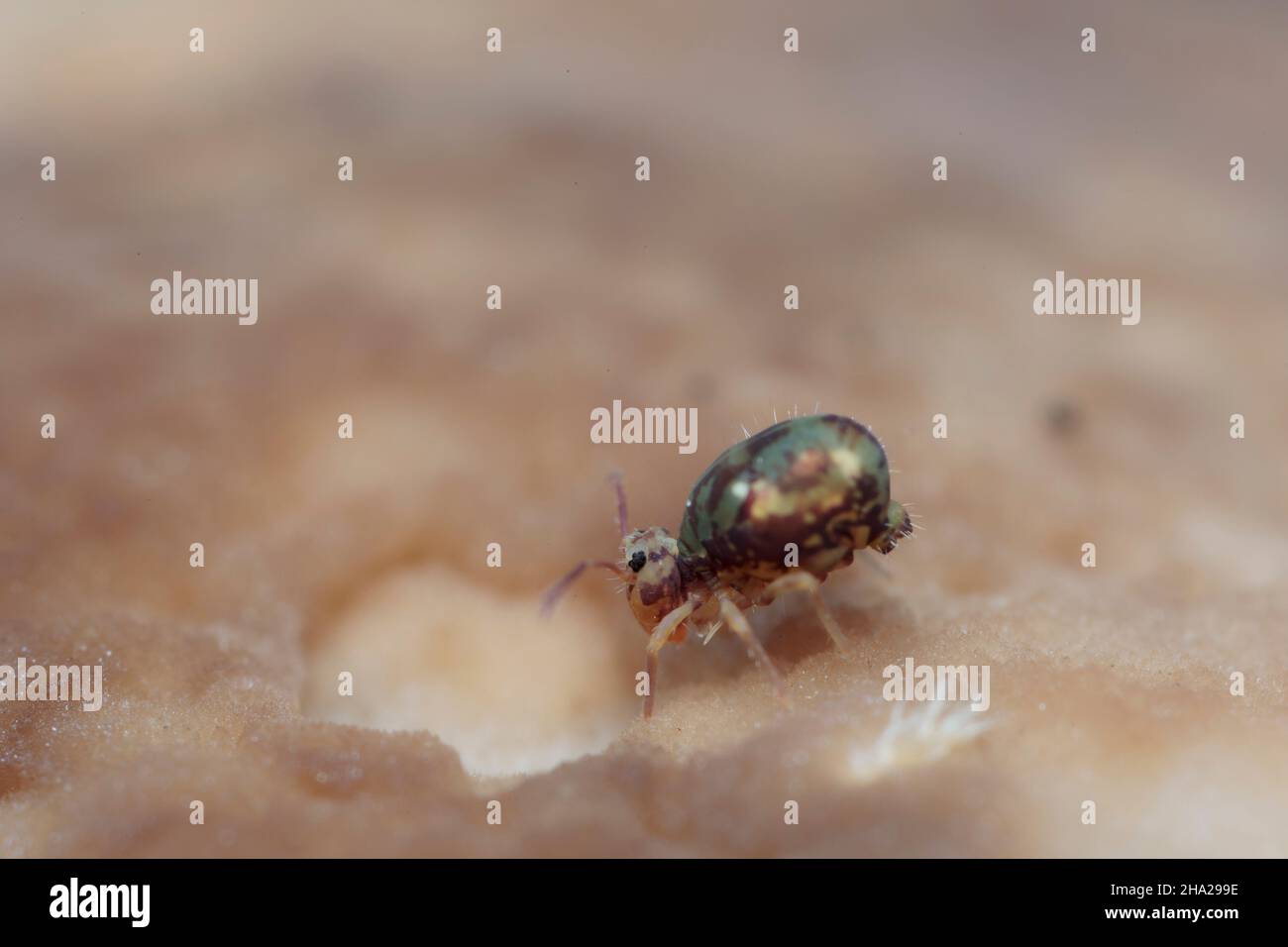 Globular springtail Dicyrtomina ornata or fusca in very close view ...