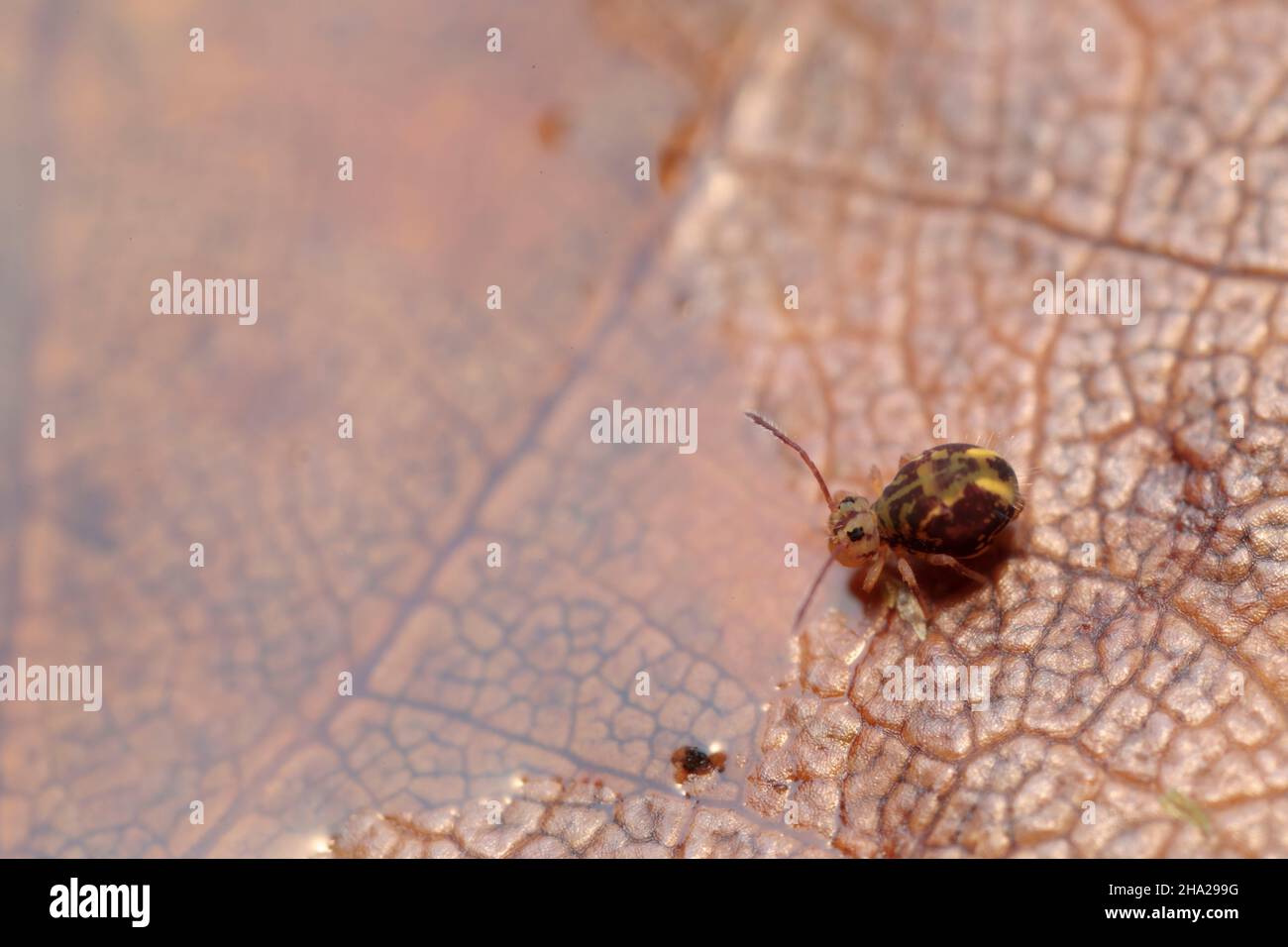Globular springtail Dicyrtomina ornata or fusca in very close view ...
