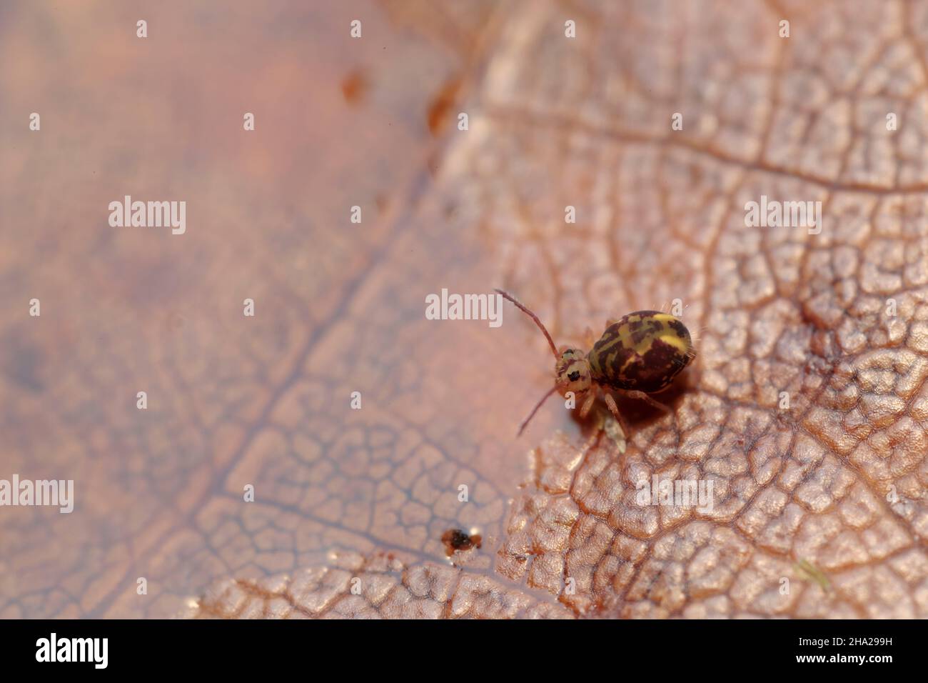 Globular springtail Dicyrtomina ornata or fusca in very close view ...