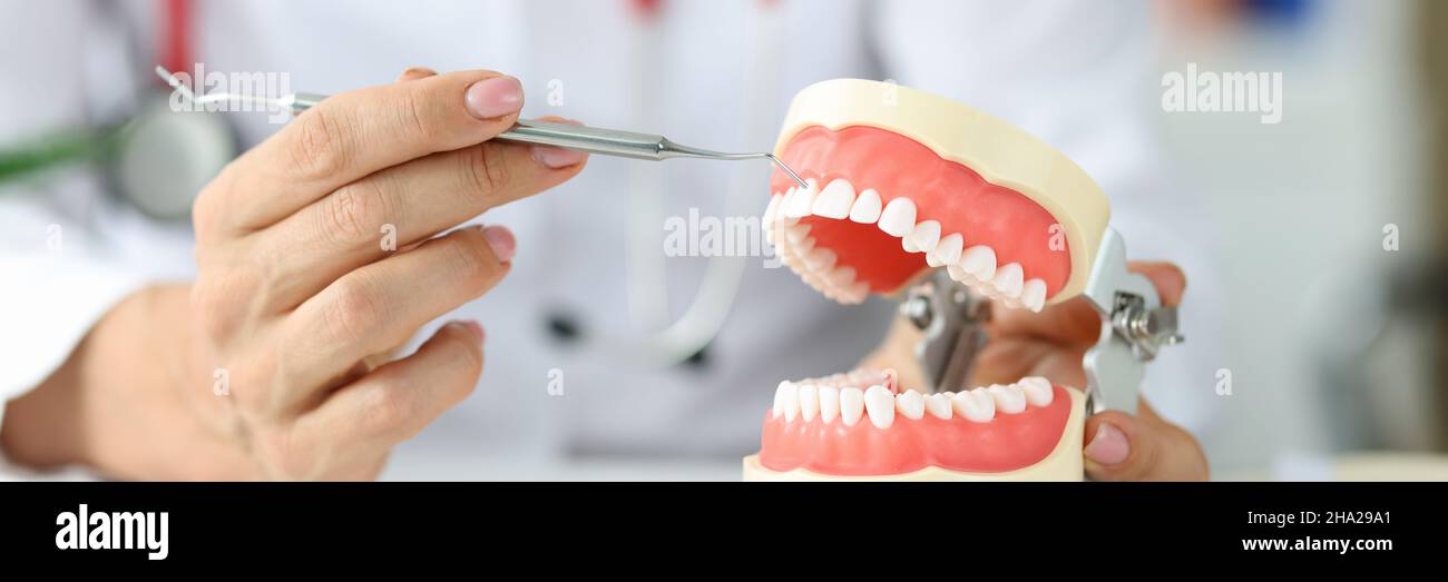 Dentist doctor holds artificial human jaw and instrument closeup Stock ...