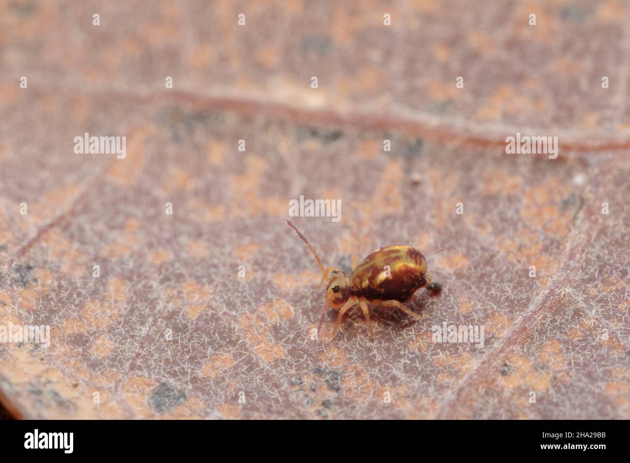 Globular springtail Dicyrtomina ornata or fusca in very close view ...