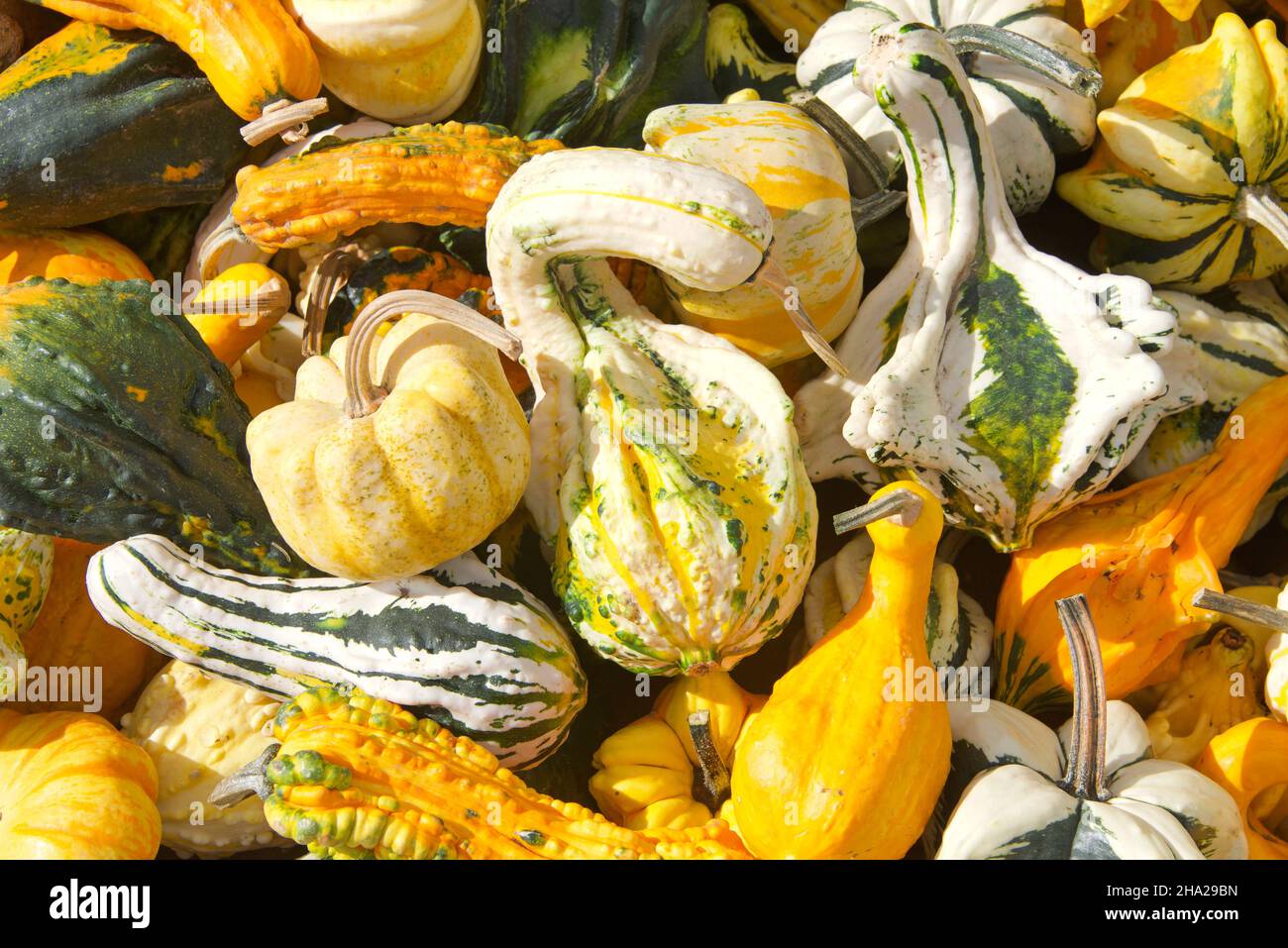 Top view flat lay of many shapes and sizes autumn gourds in various ...