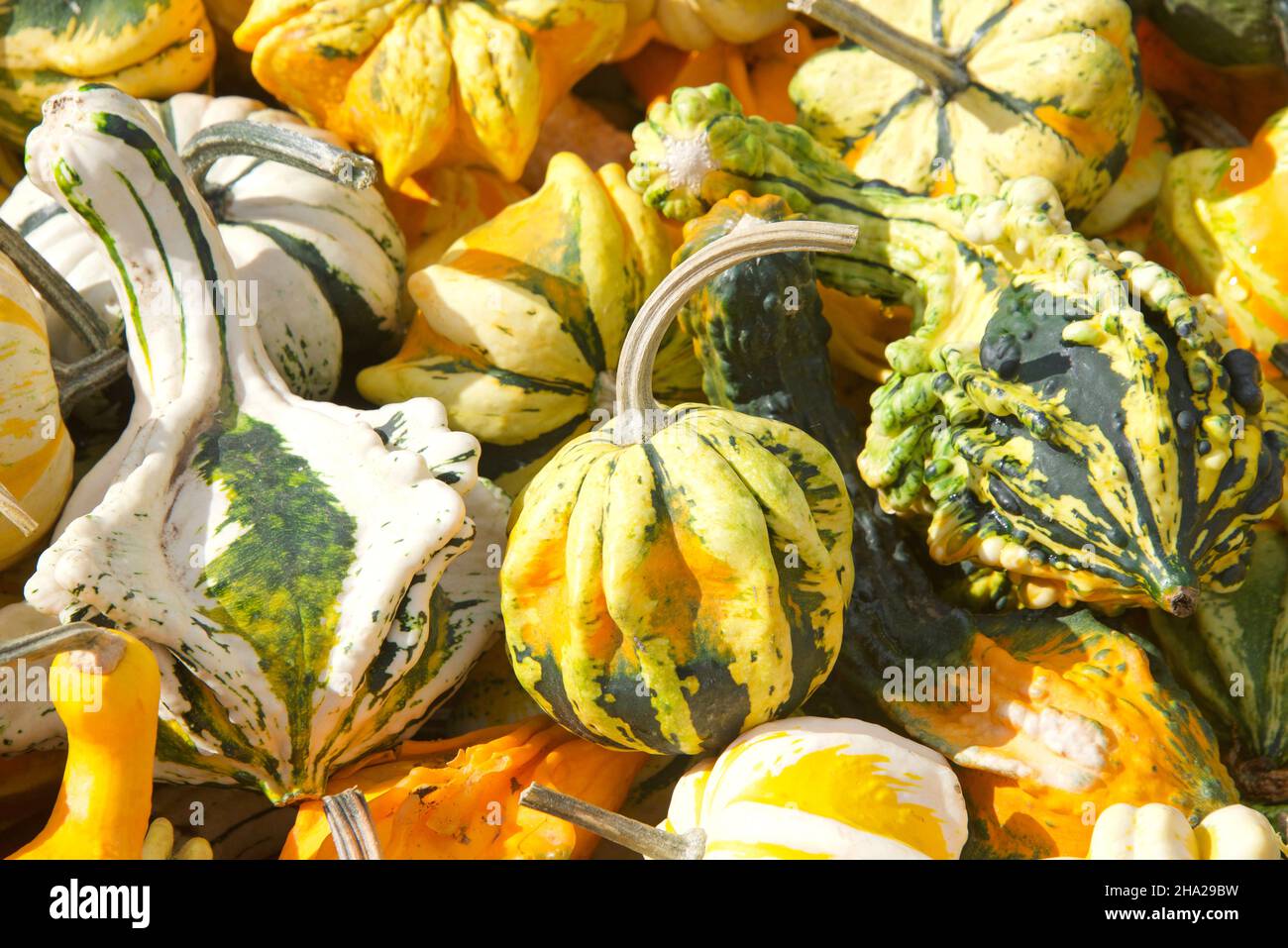 Top view flat lay of many shapes and sizes autumn gourds in various ...