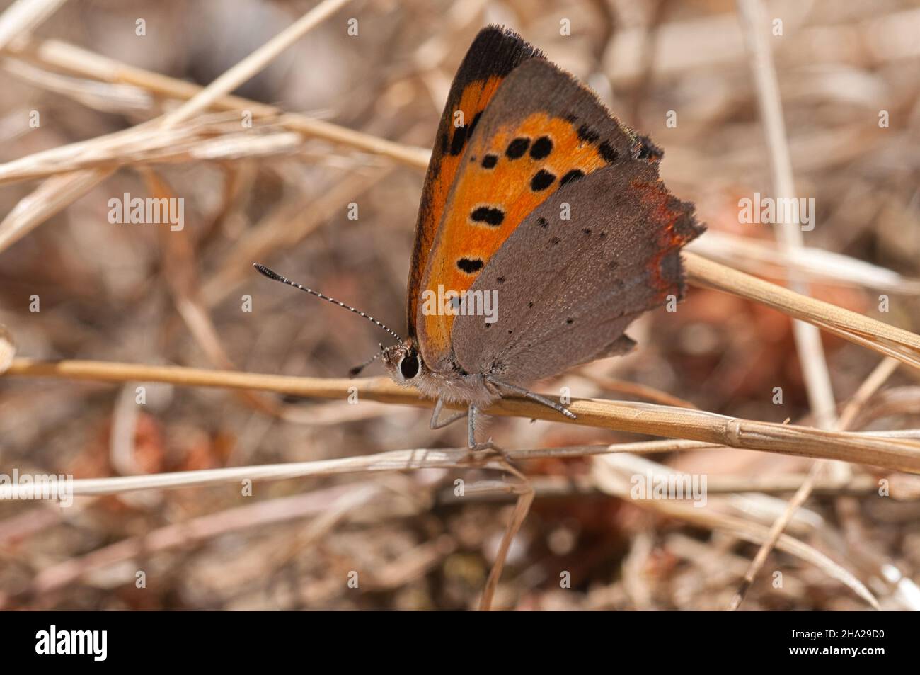 Large tortoiseshell sitting hi-res stock photography and images - Alamy