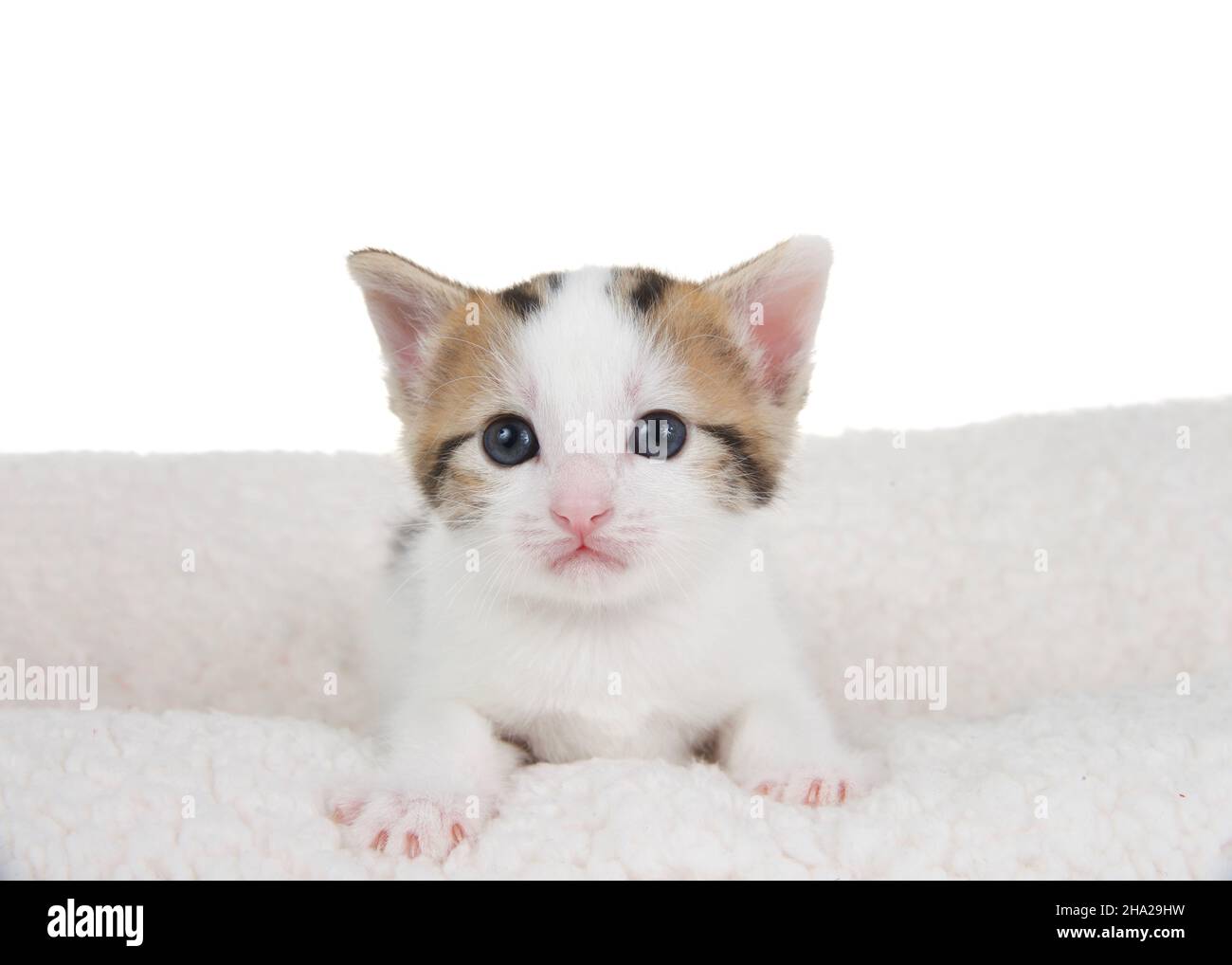 Tri color tabby hi-res stock photography and images - Alamy