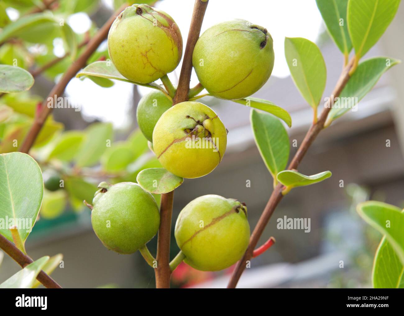 Lemon tree ripening fruit hi-res stock photography and images - Alamy