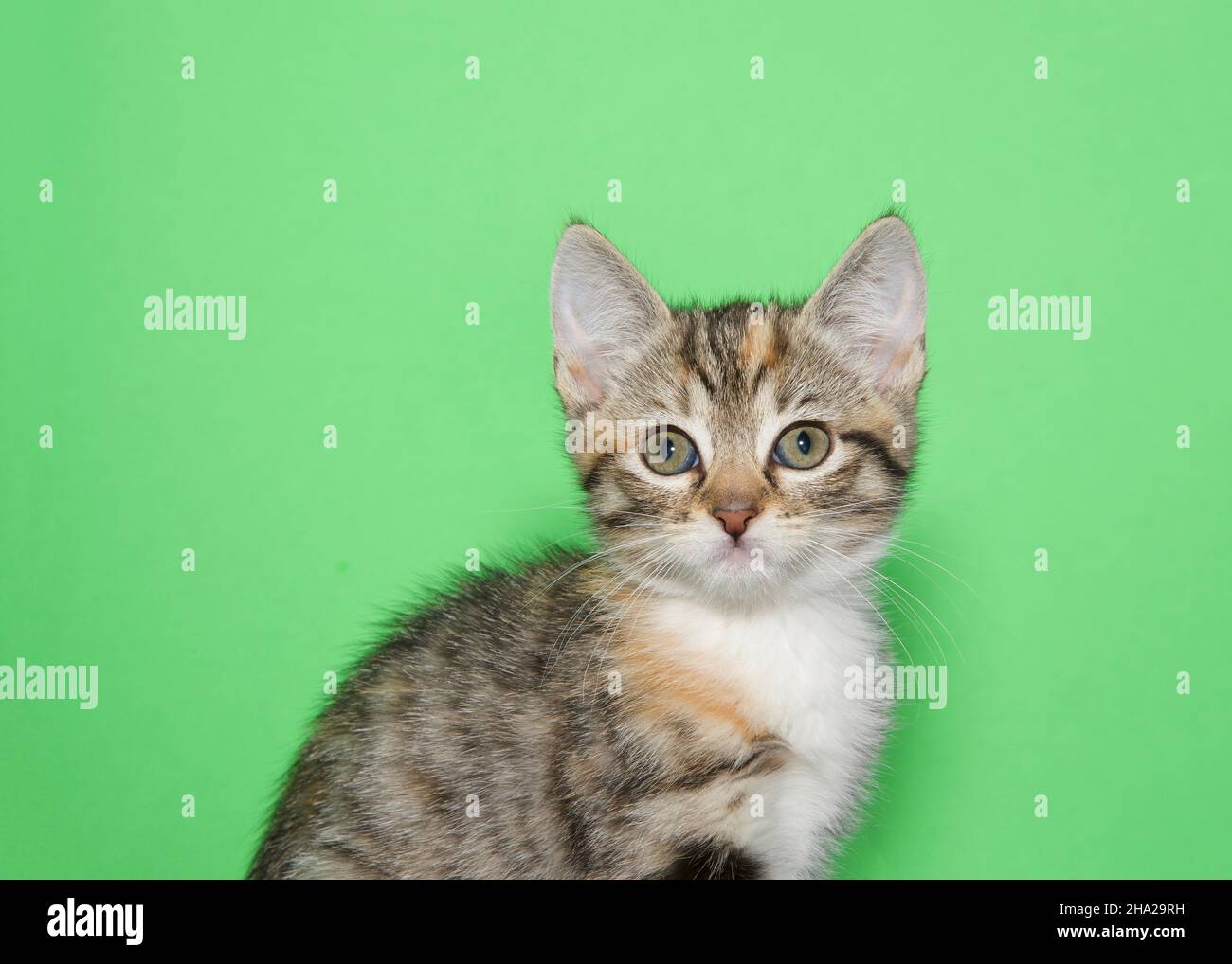 Portrait of a tri-colored calico kitten sitting sideways looking ...