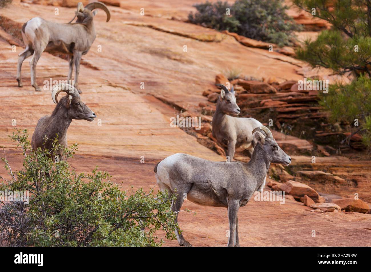 Wild Mountain Goat in Cascade mountains Stock Photo - Alamy