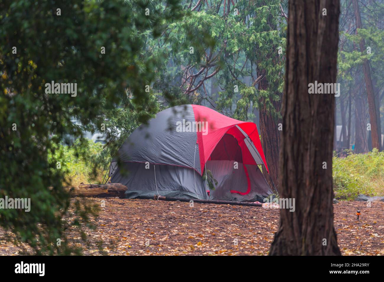Modern tourist tent hanging between trees in green forest Stock Photo ...