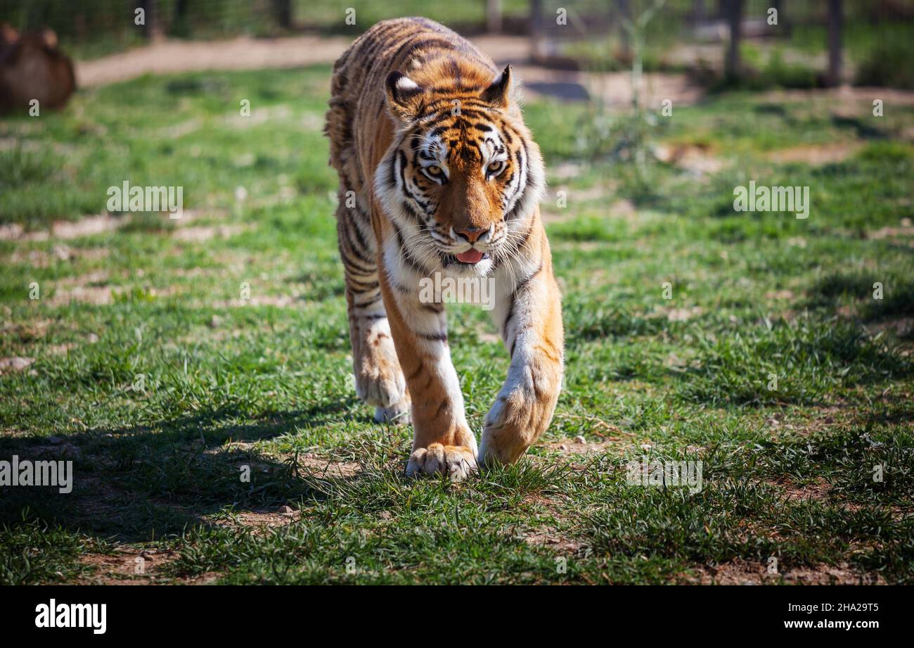 Beautiful wild tiger in zoo Stock Photo - Alamy