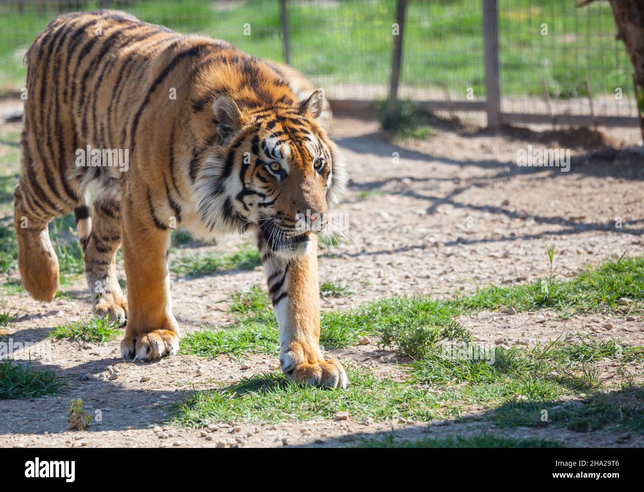 Beautiful wild tiger in zoo Stock Photo - Alamy
