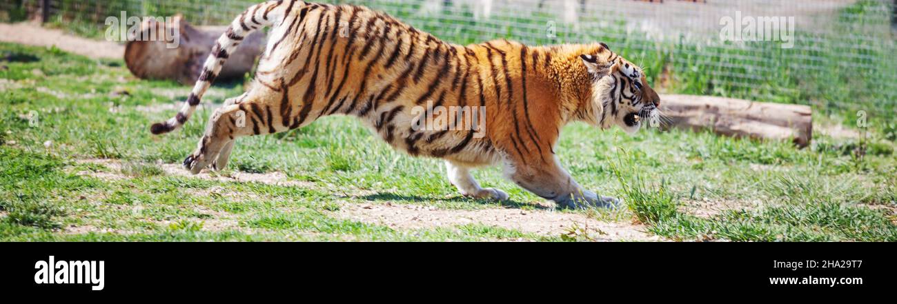 Beautiful wild tiger in zoo Stock Photo - Alamy
