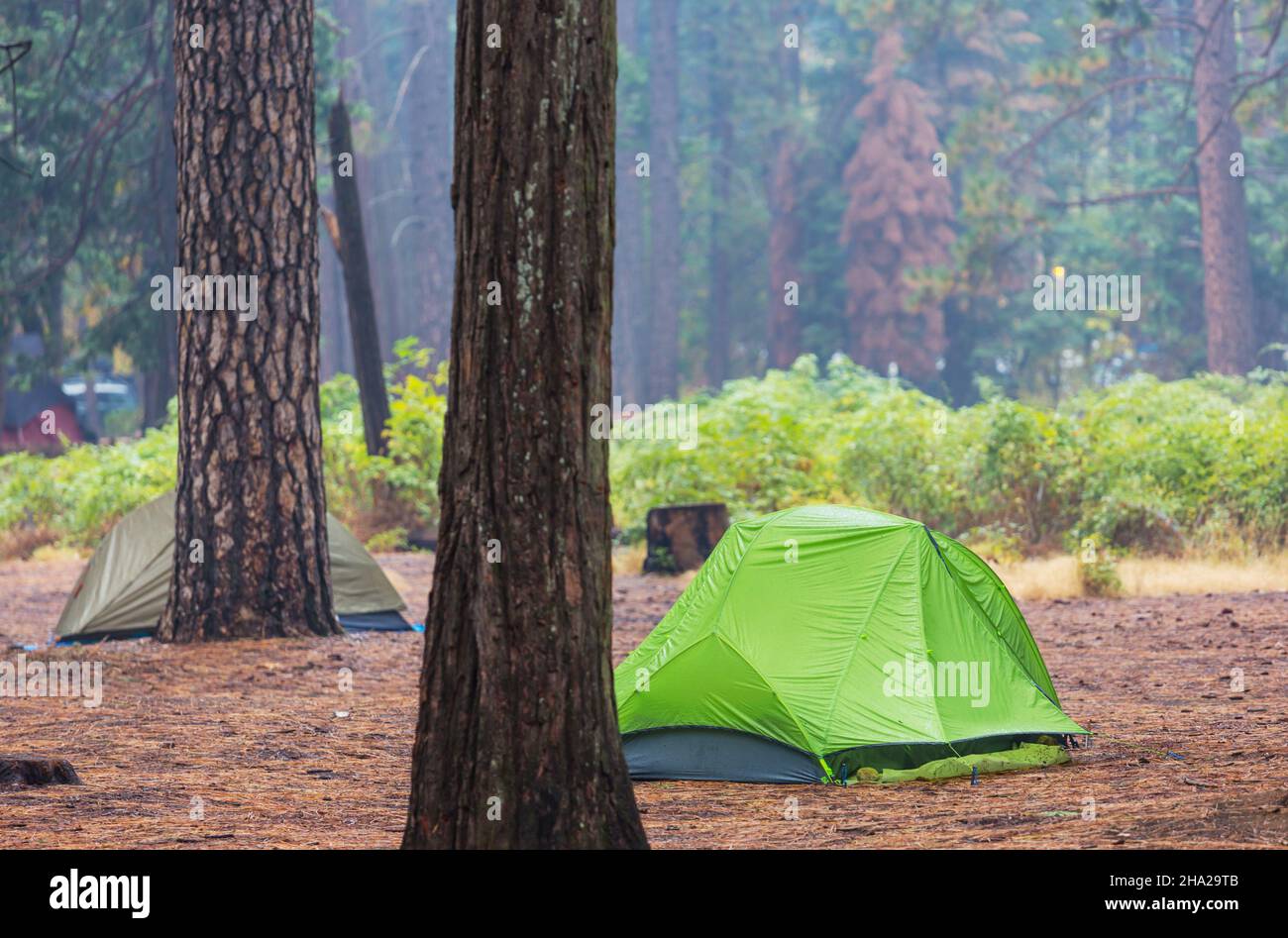 Modern tourist tent hanging between trees in green forest Stock Photo ...