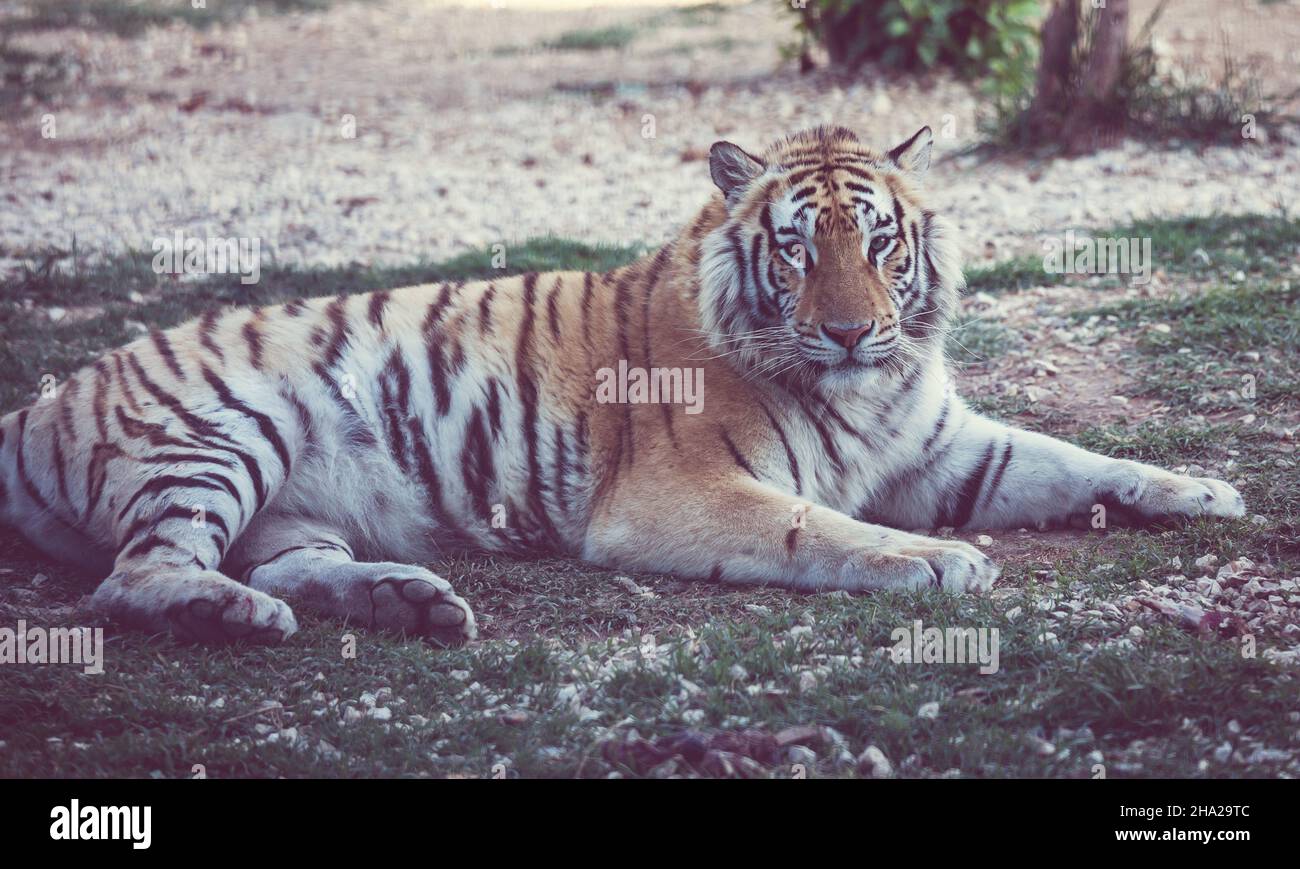 Beautiful wild tiger in zoo Stock Photo - Alamy