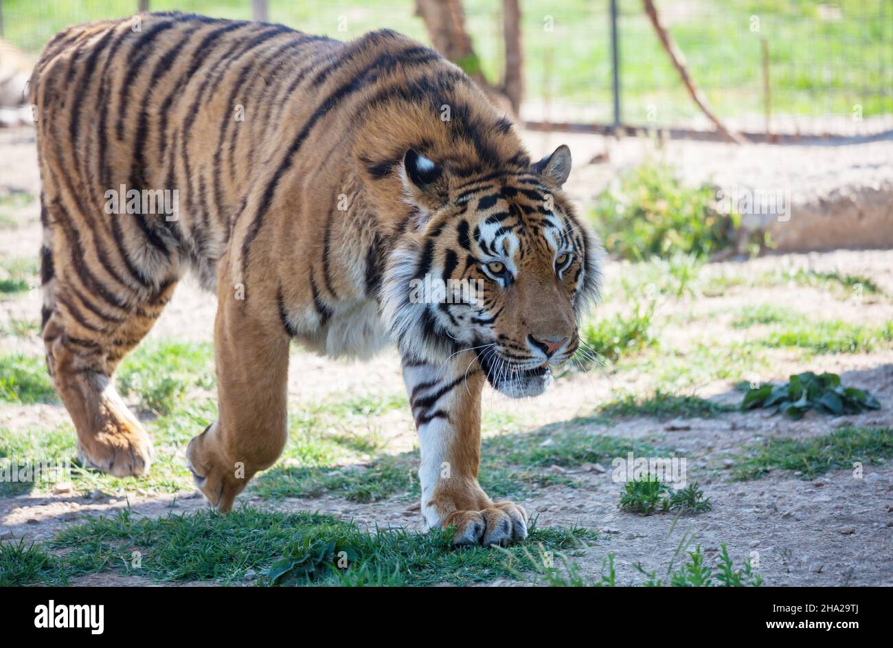 Beautiful wild tiger in zoo Stock Photo - Alamy