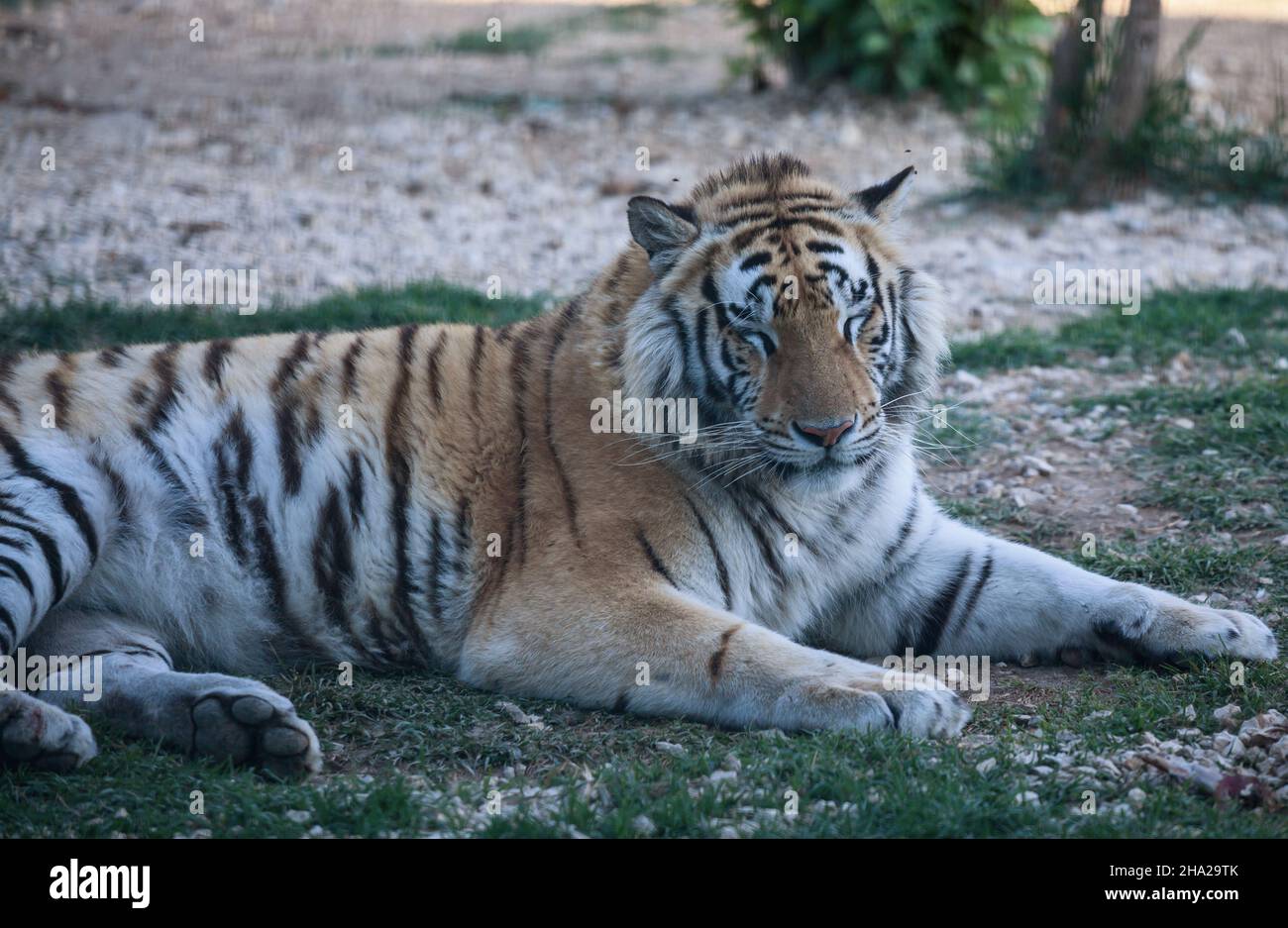 Beautiful wild tiger in zoo Stock Photo - Alamy