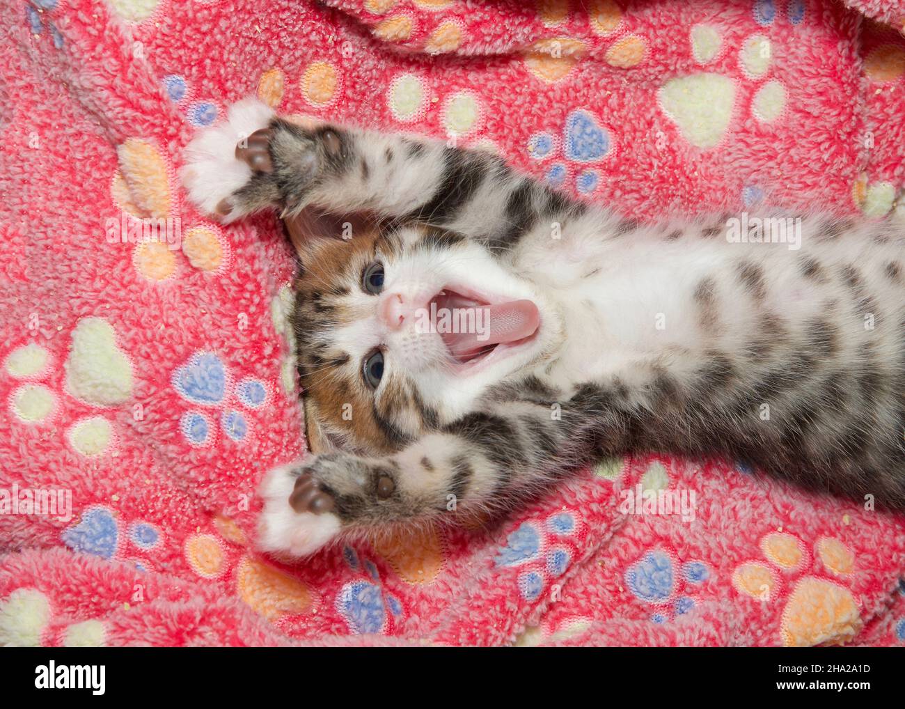 Top view looking down on tiny kitten stretching and yawning on pink paw ...