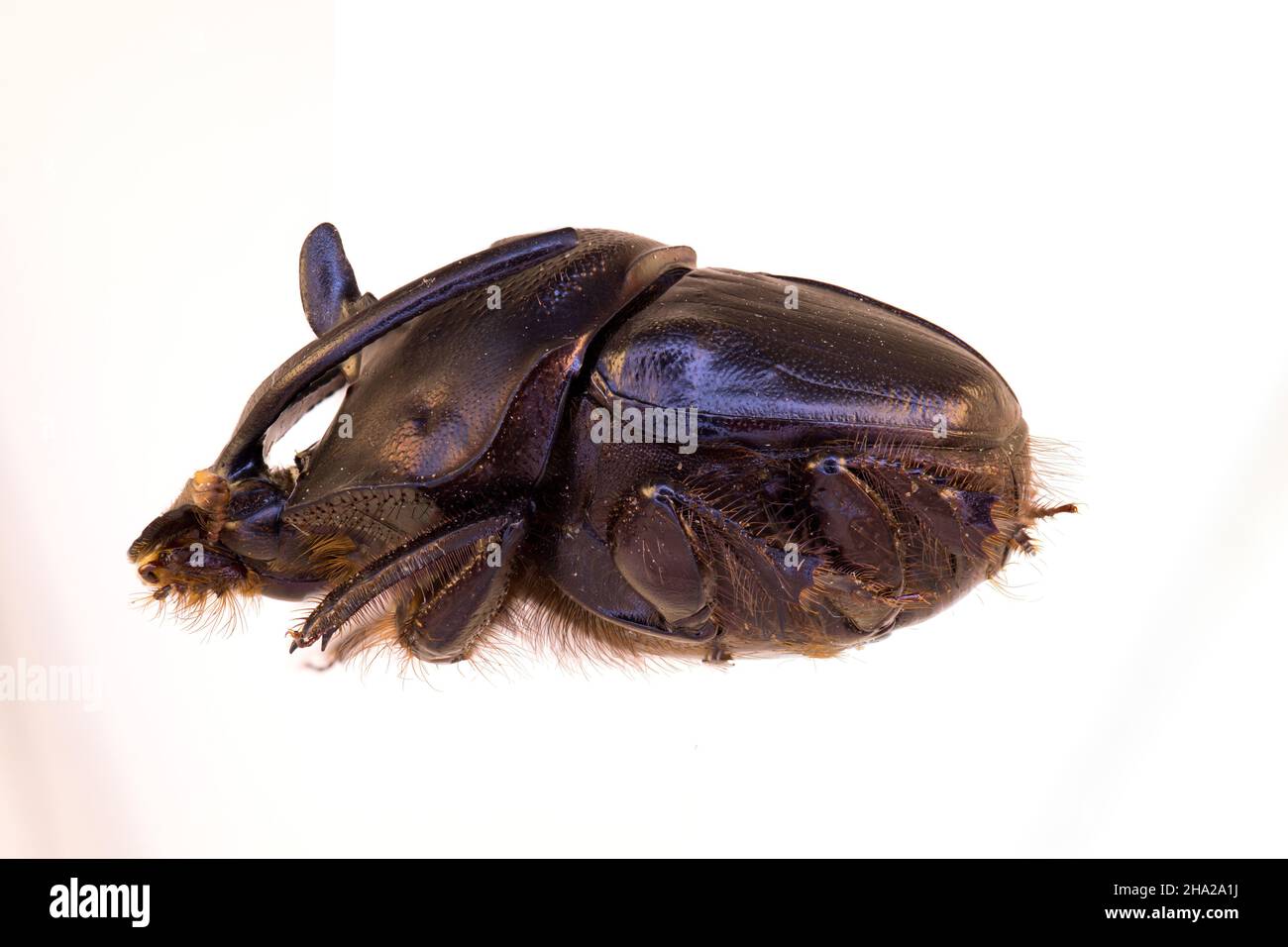 Onthophagus hi-res stock photography and images - Alamy