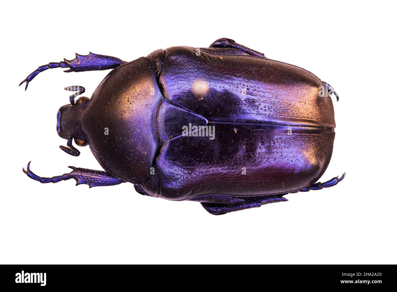Flower beetle chafer blue hi-res stock photography and images - Alamy