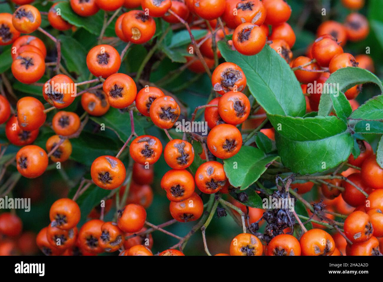 Piracanta hi-res stock photography and images - Alamy