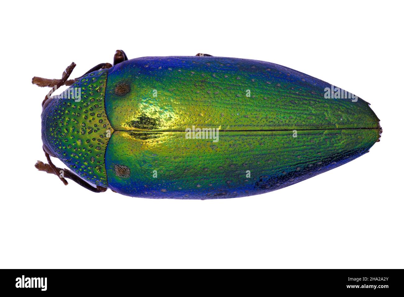 Buprestidae hi-res stock photography and images - Alamy