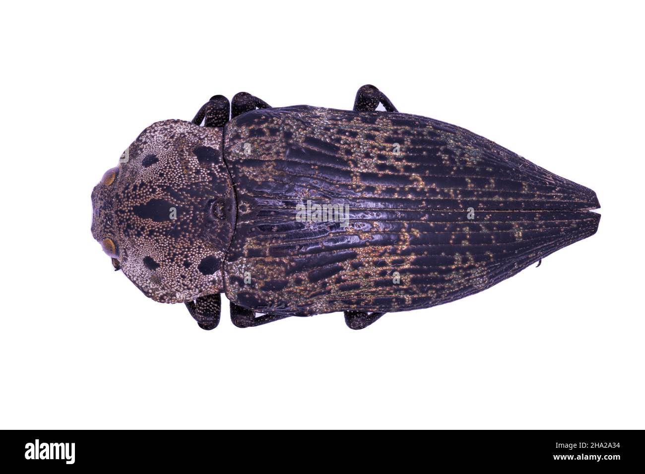 Buprestidae Capnodis miliaris from Central Asia in close view Stock ...