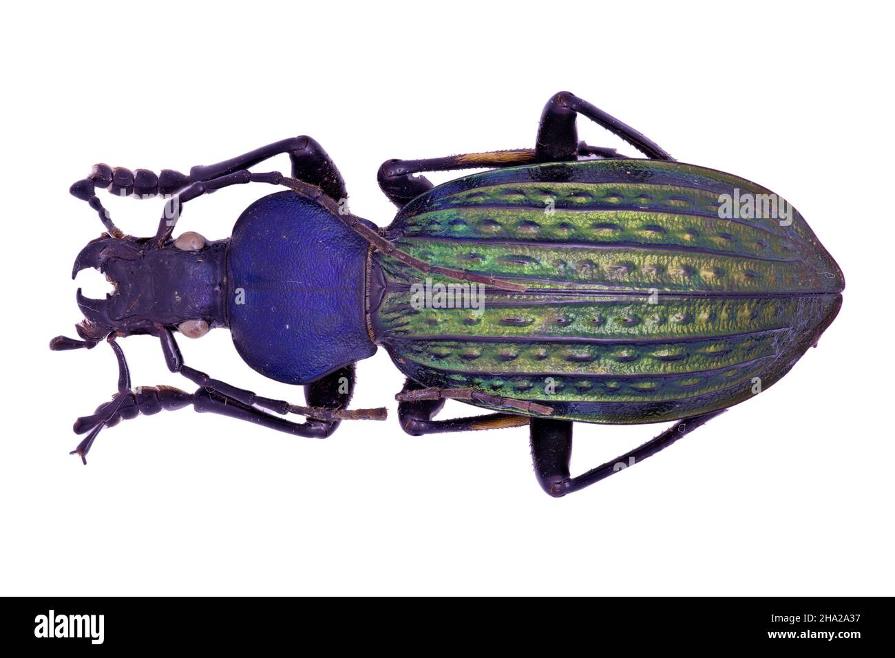 Ground beetle Carabidae Carabus Apotomopterus davidis from China Stock ...