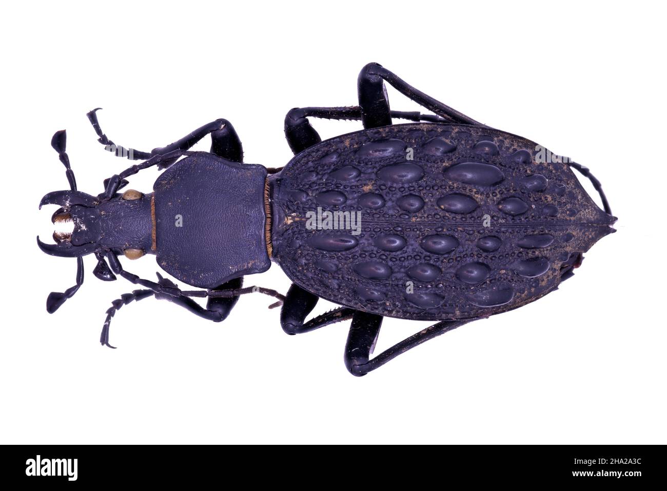 ground beetle Carabidae Carabus Coptolabrus pustulifer in close view ...