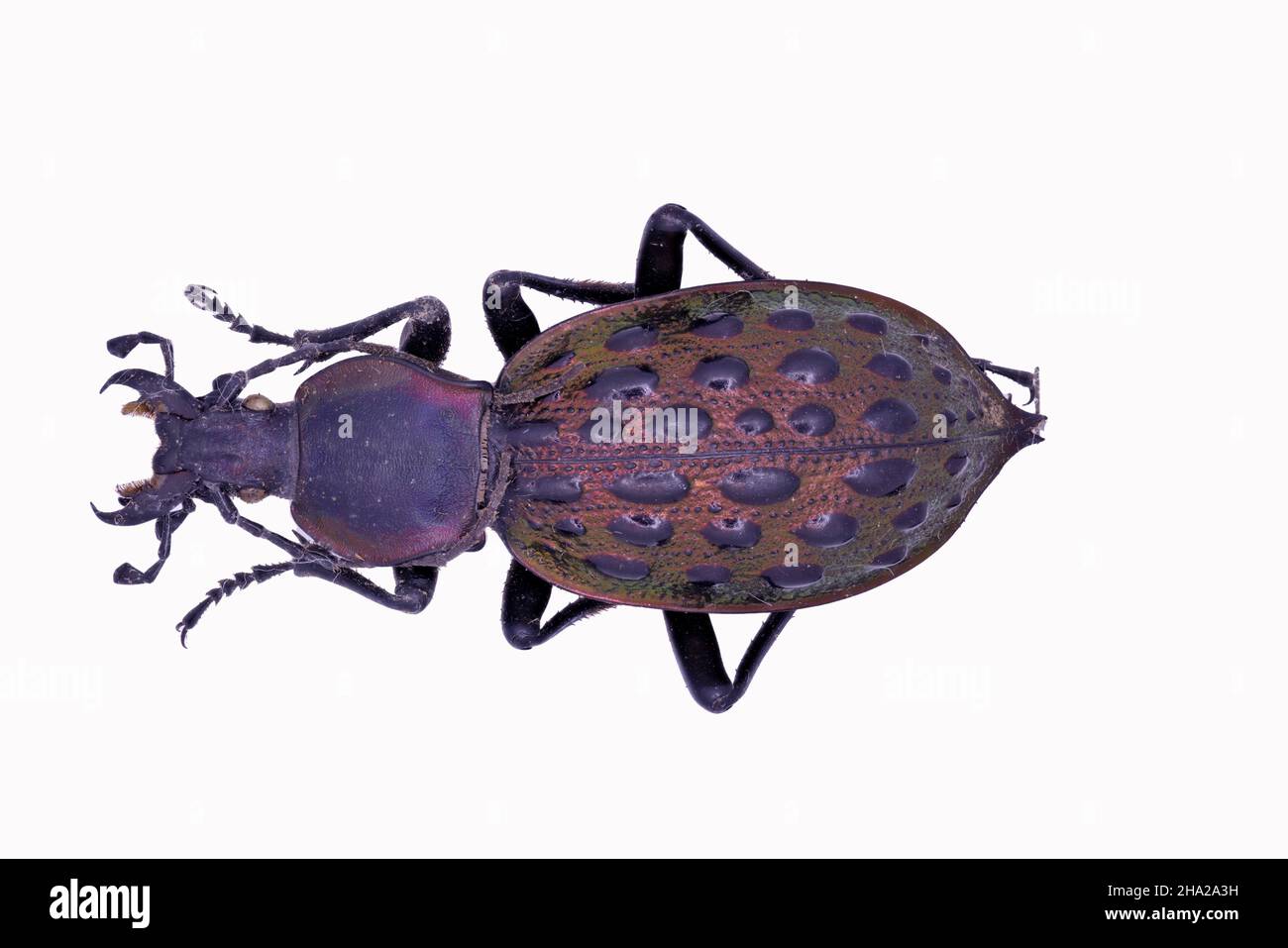 ground beetle Carabidae Carabus Coptolabrus ignigena in close view ...