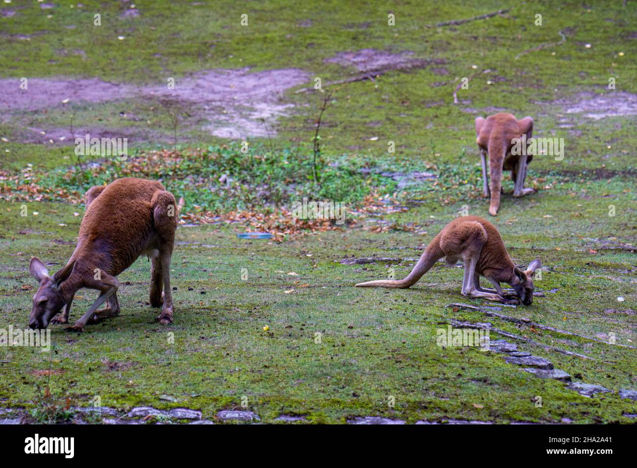 Beautiful view of Llama animals in the forest with green grass Stock ...