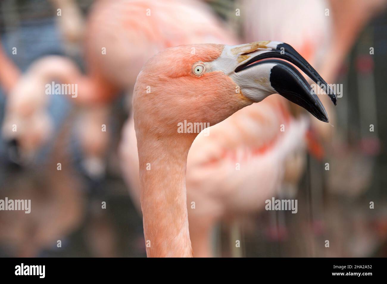 Common flamingo hi-res stock photography and images - Alamy