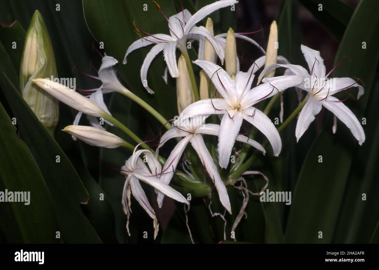 CRINUM PEDUNCULATUM COMMONLY KNOWN AS SWAMP, RIVER OR MANGROVE LILY ...