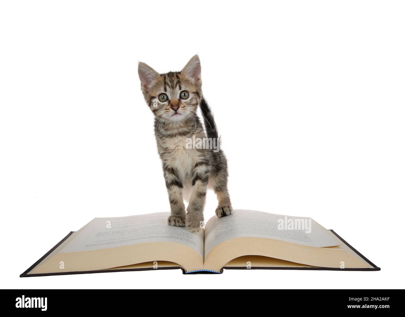 Animated Cat Reading A Book