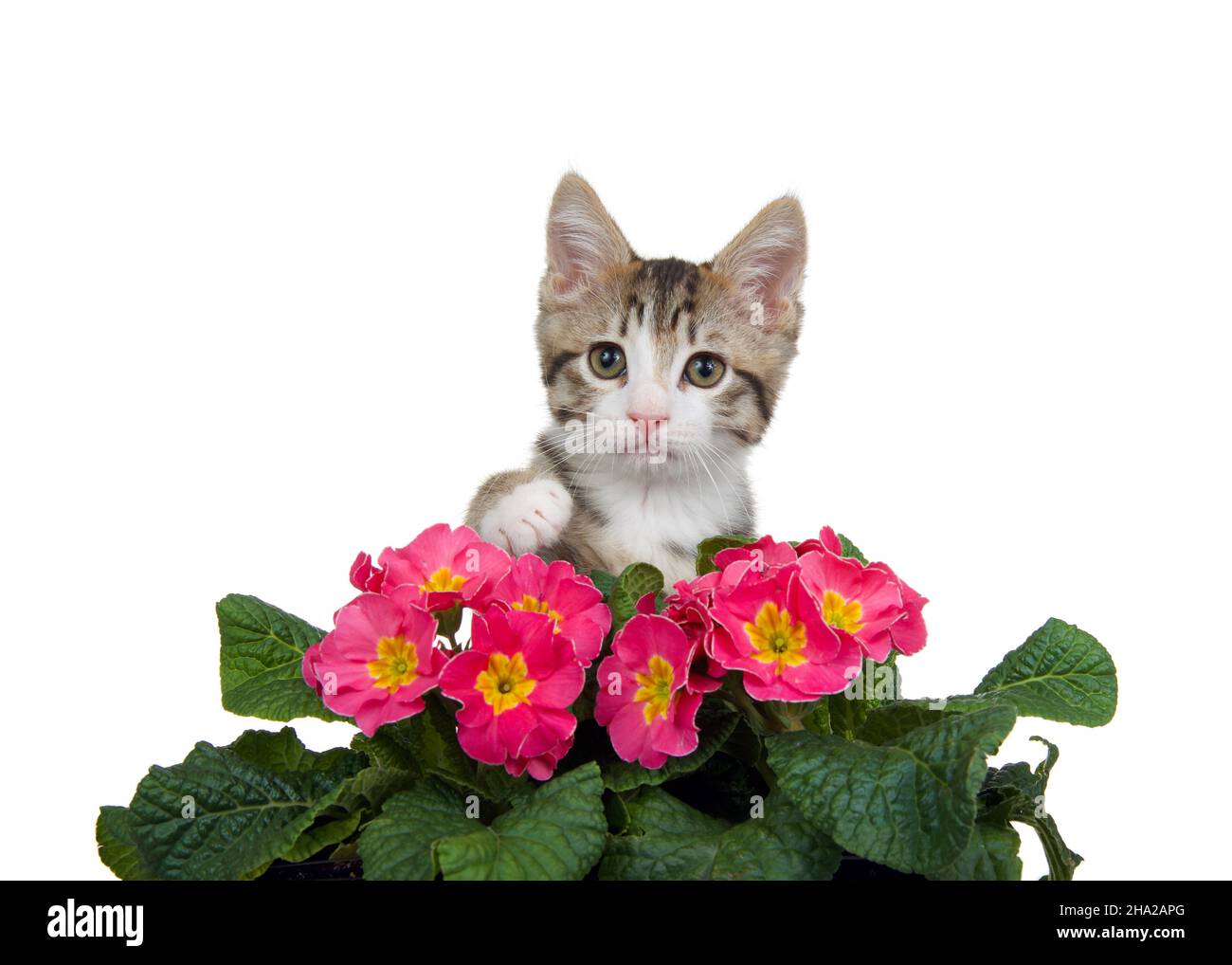 Portrait of a grey and white tabby kitten sitting behind pink and ...