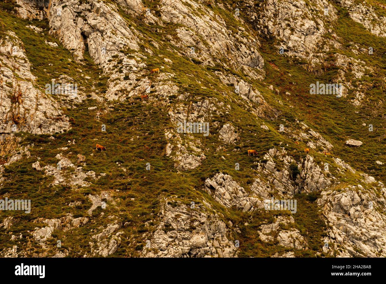 Valley of the River Duje in Tielve in the Picos de Europa Stock Photo ...