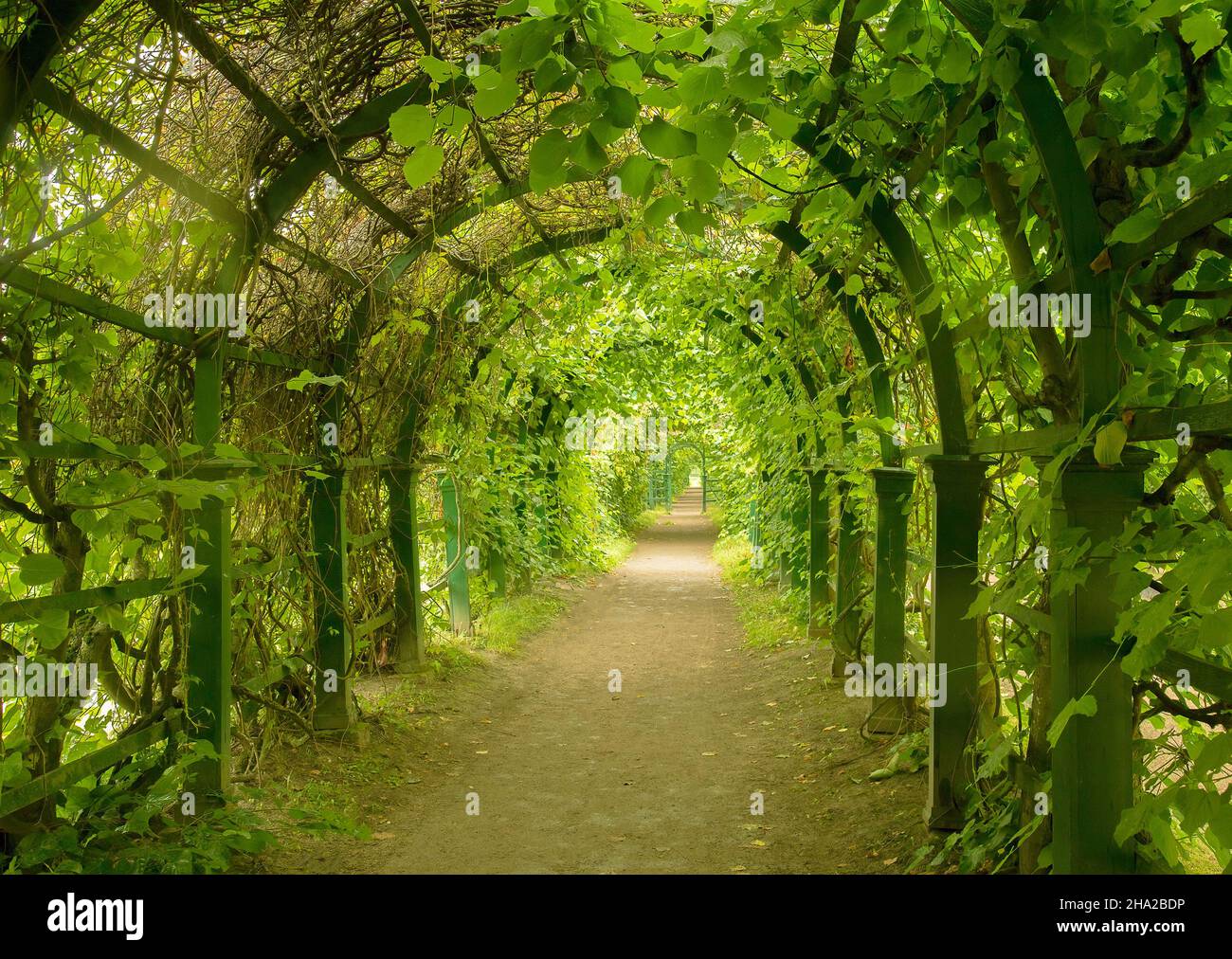 Green tunnel in fresh spring foliage. Way path to nature landscape ...