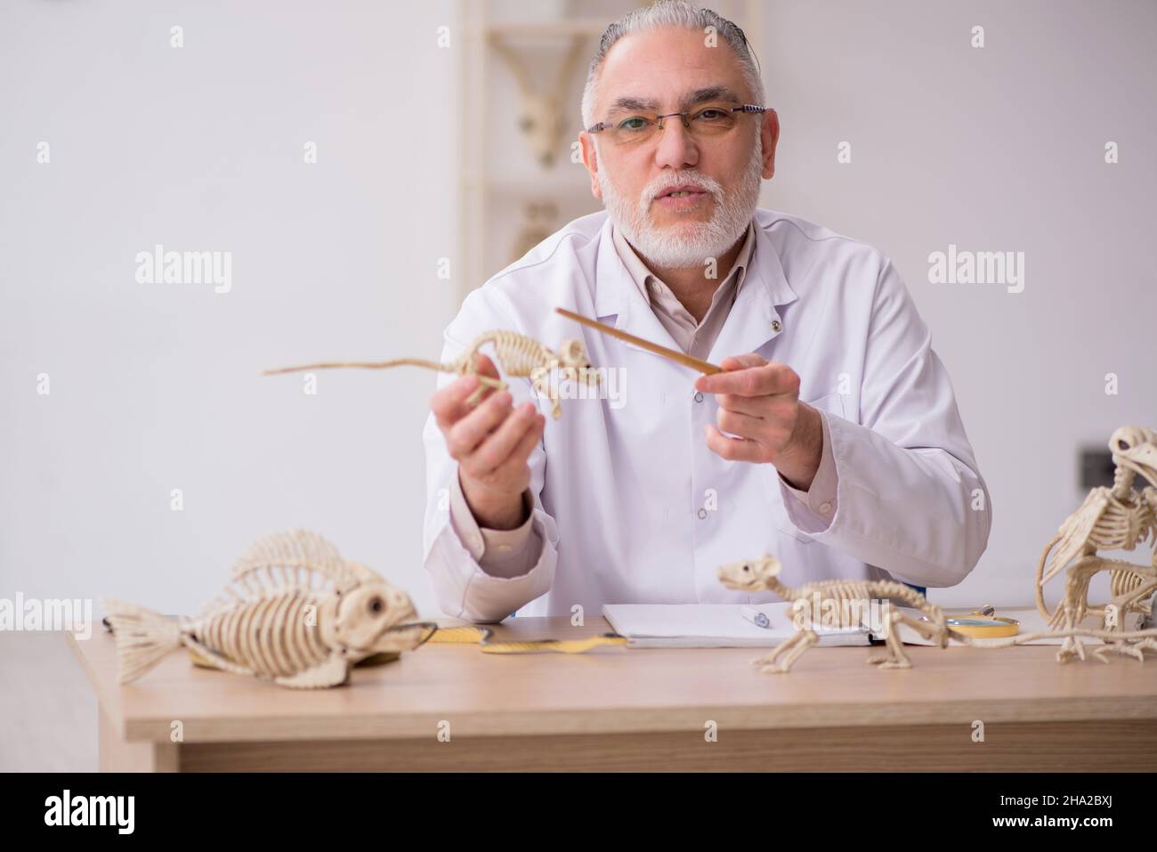 Experienced male paleontologist examining ancient animals at lab Stock ...