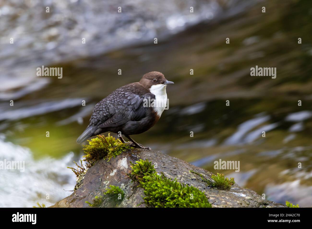 Dipper on a rock having a rest next to waterfall in Lynmouth Devon ...