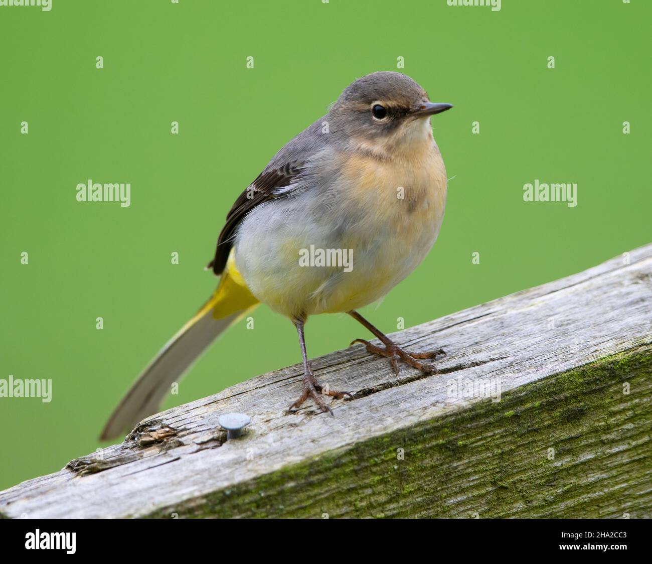 Grey wagtail uk winter hi-res stock photography and images - Alamy