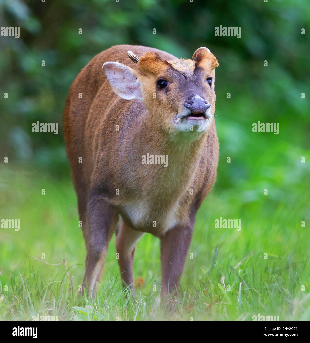 Muntjac buck in the Cotswold Hills grassland Stock Photo - Alamy