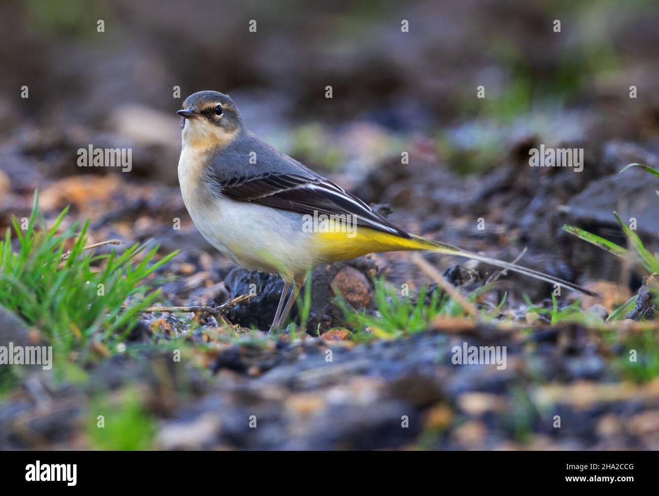 Grey wagtail uk winter hi-res stock photography and images - Alamy