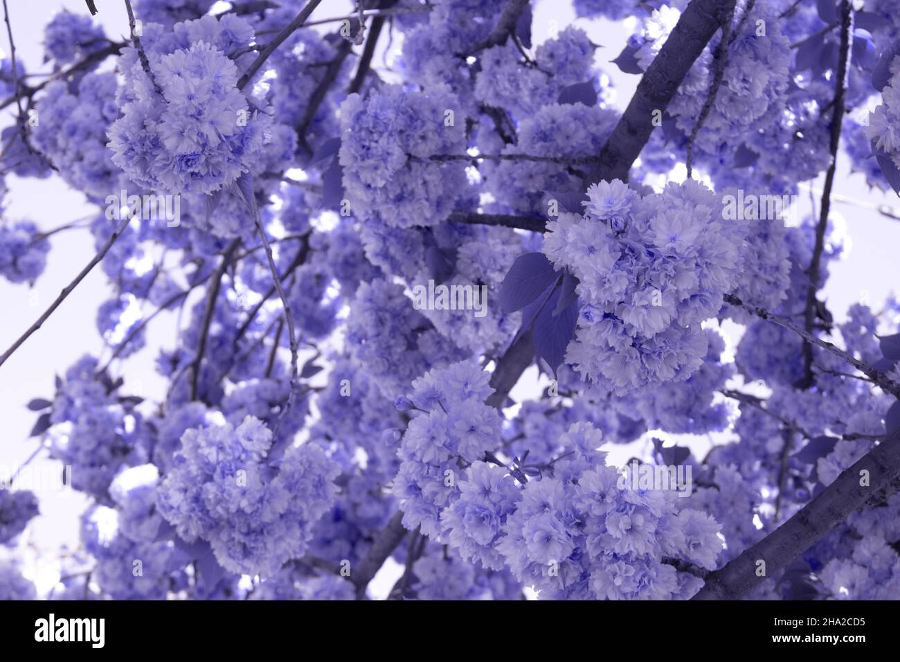 Toned image of sakura cherry blossom tree - beautiful blooming tree ...