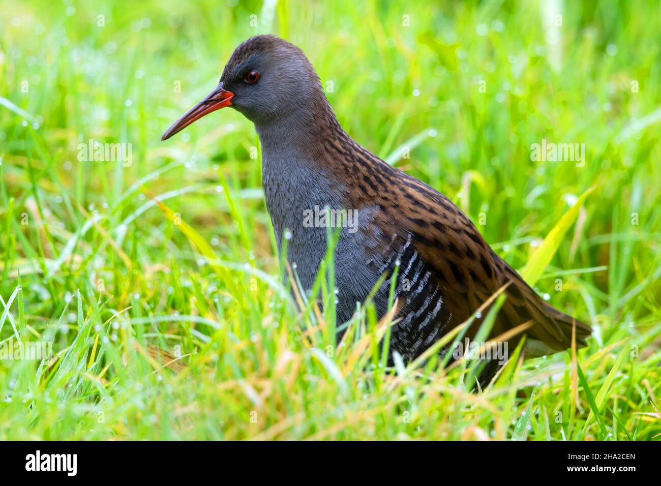 Water Rail a secretive bird at Slimbridge WWT Gloucestershire UK Stock ...