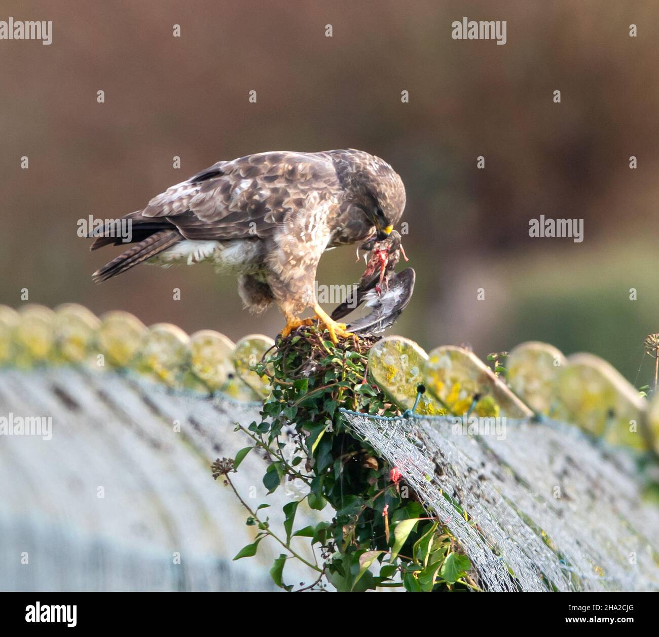Common Buzzard feeding on a teal at Slimbridge WWT Gloucestershire UK ...