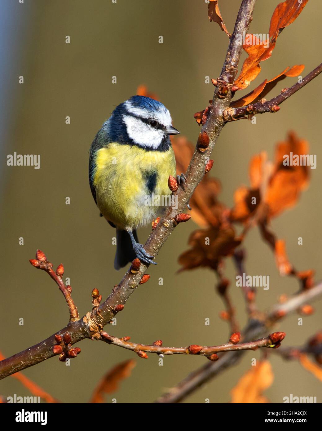 Blue Tit in an Oak Tree in the Cotswold Hills UK Stock Photo - Alamy