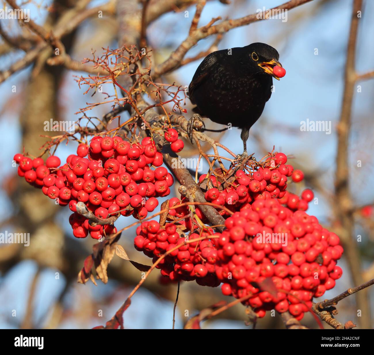 Beautiful Male Black Bird eating the red berries in my back garden ...