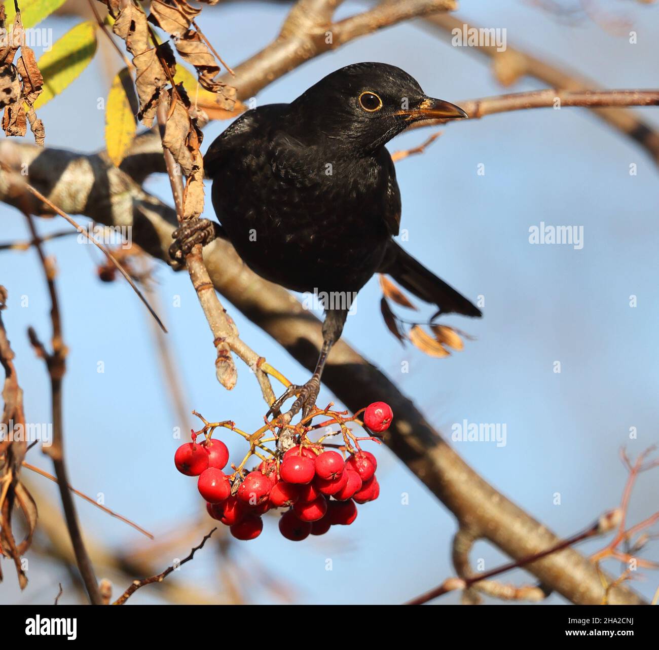 Beautiful Male Black Bird eating the red berries in my back garden ...